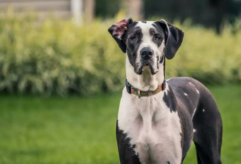 This Great Dane Named Pongo Needs A Home – ellen k